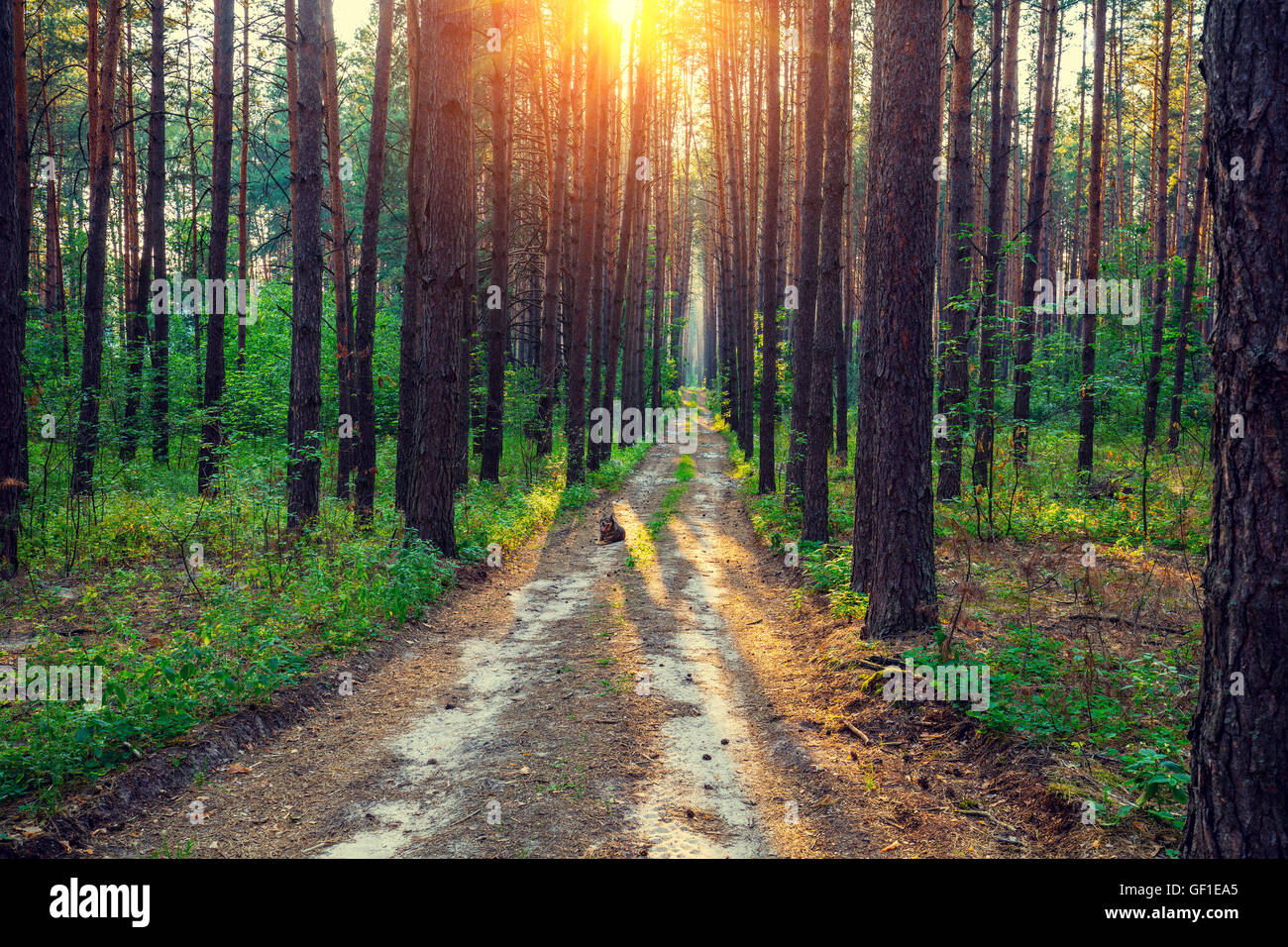 Pine forest in early hi-res stock photography and images - Alamy