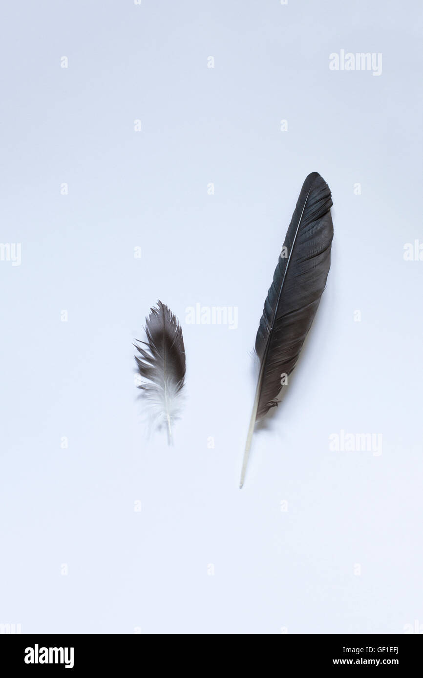 Two bird feathers on a white background Stock Photo - Alamy