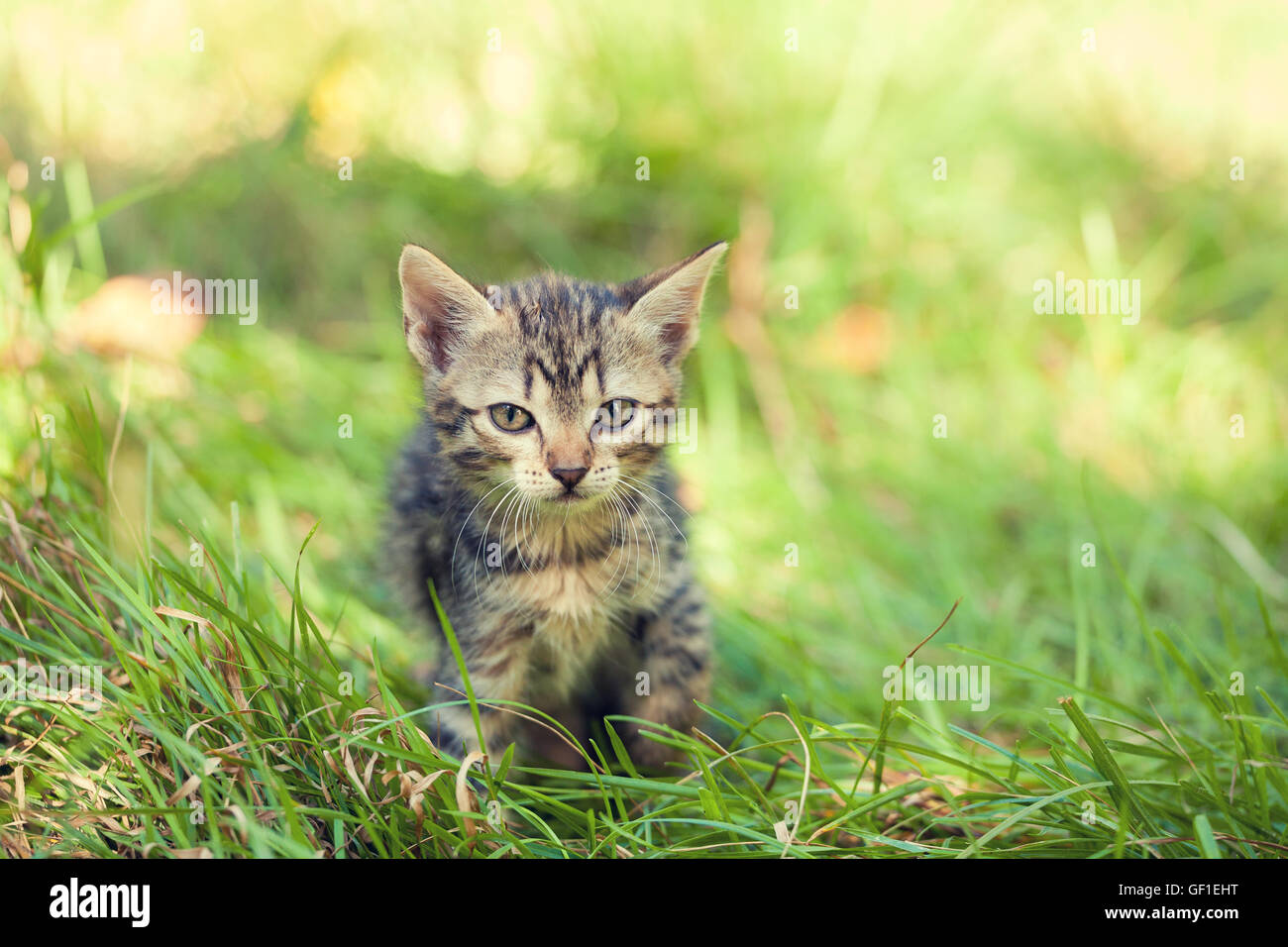 Cute kitten walking on the grass Stock Photo - Alamy
