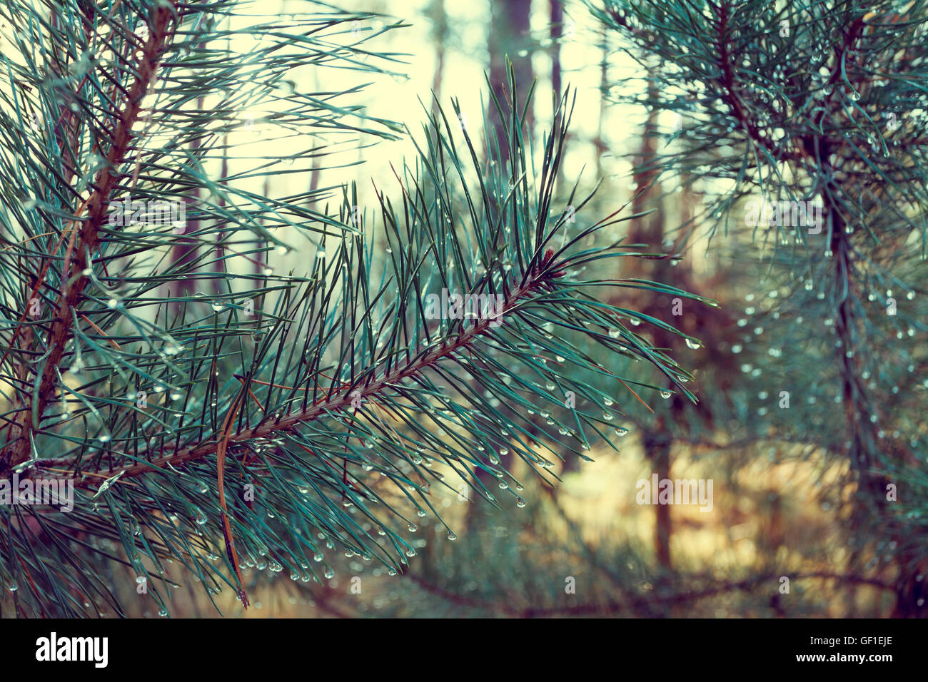 Forest after rain water drops hi-res stock photography and images - Alamy