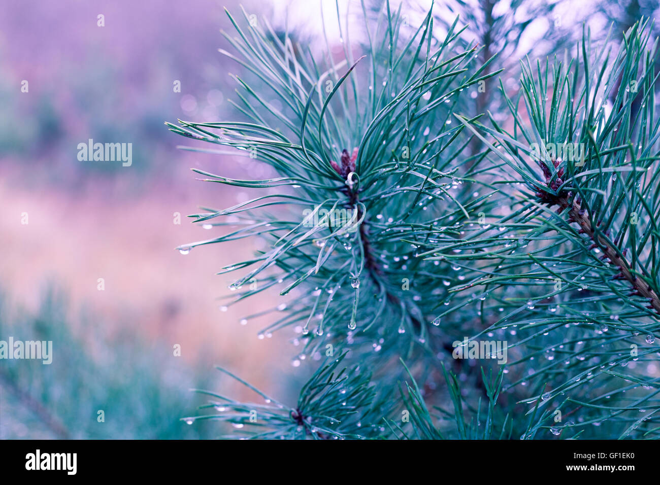 Pine tree with water drops at sunrise. Forest after rain Stock Photo ...