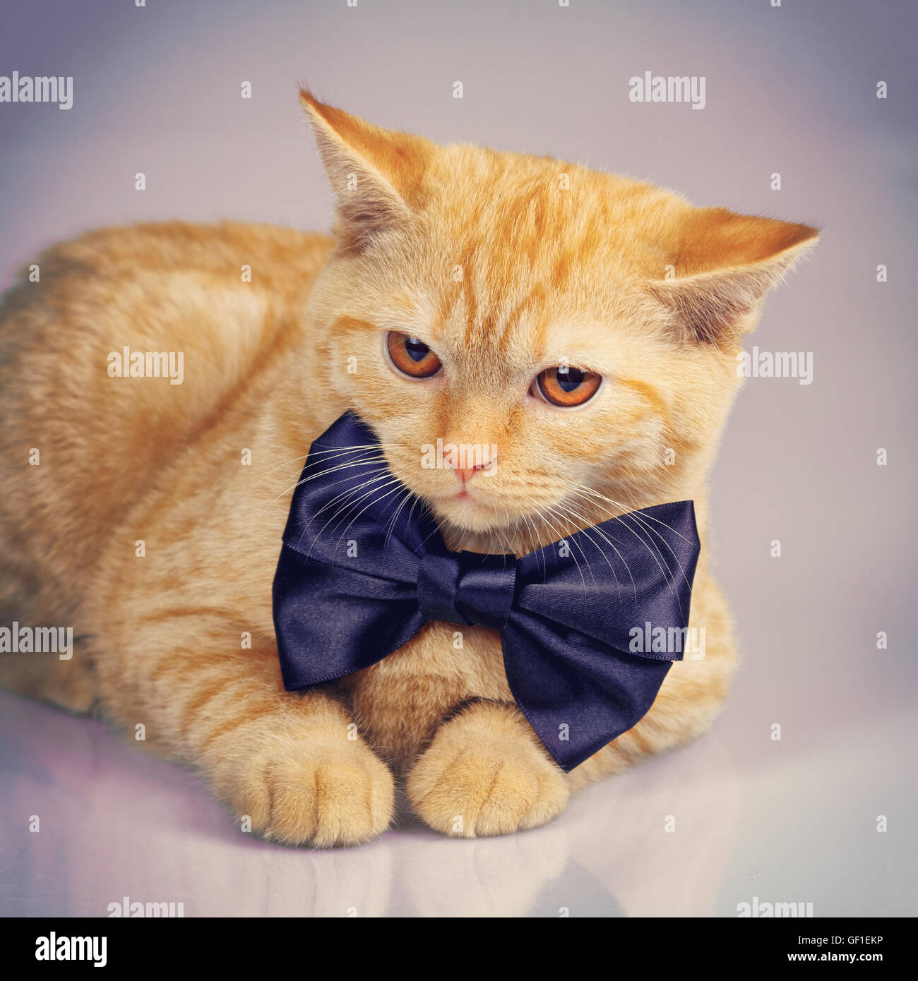 Serious kitten hi-res stock photography and images - Alamy