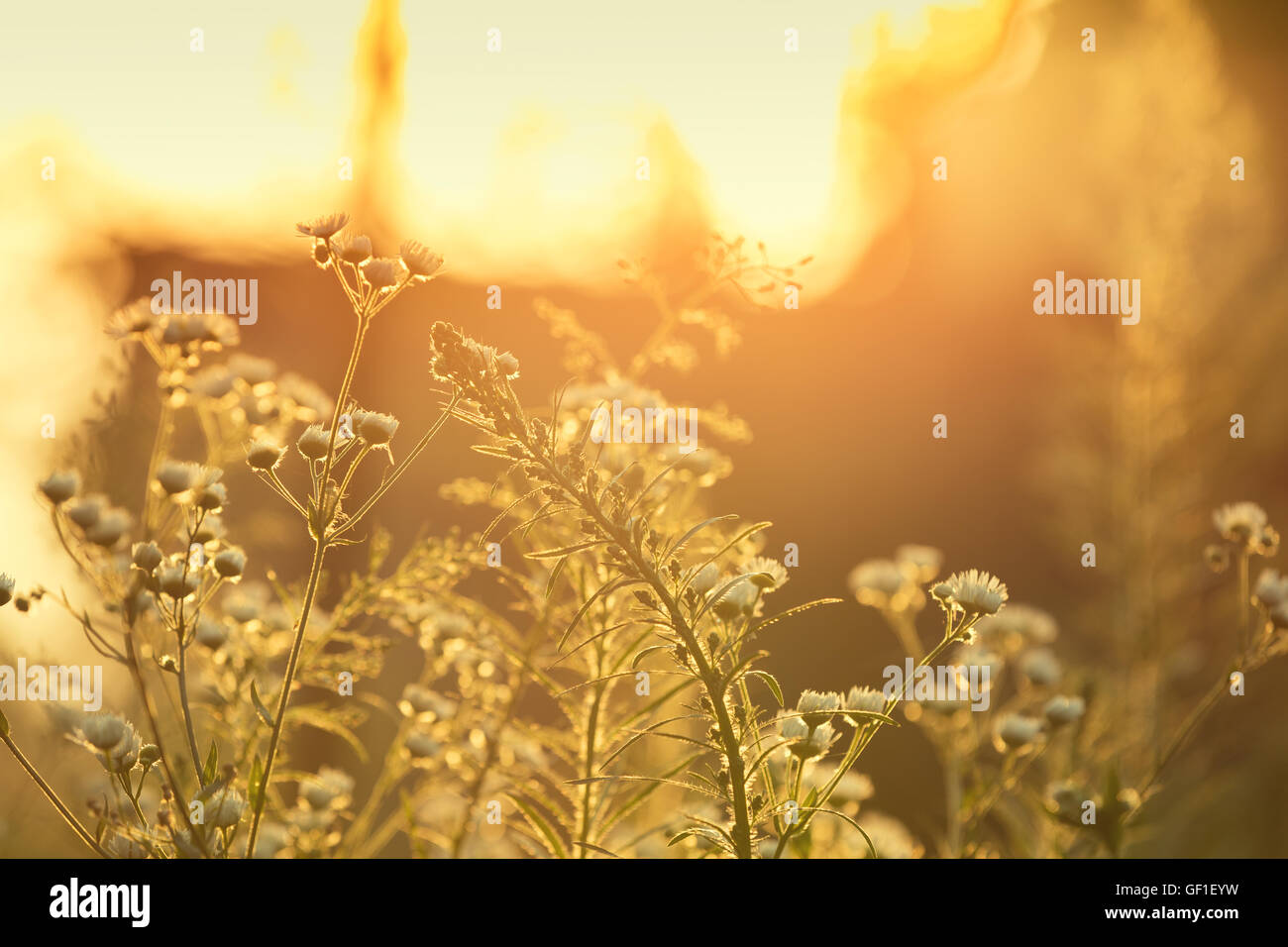 Golden meadow hi-res stock photography and images - Alamy