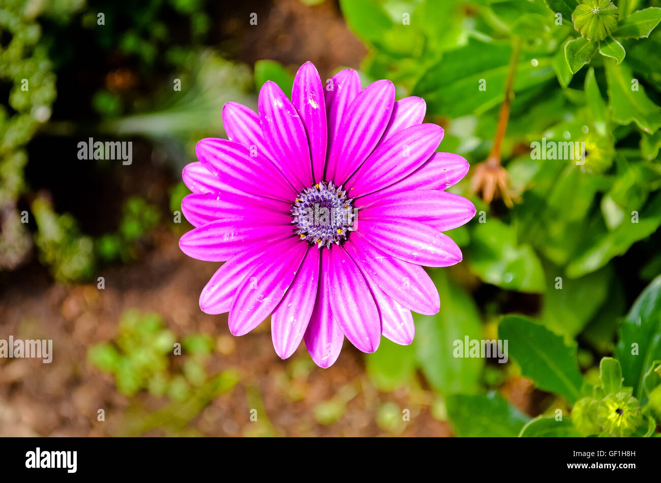 Colorful flower daisy in hi-res stock photography and images - Alamy