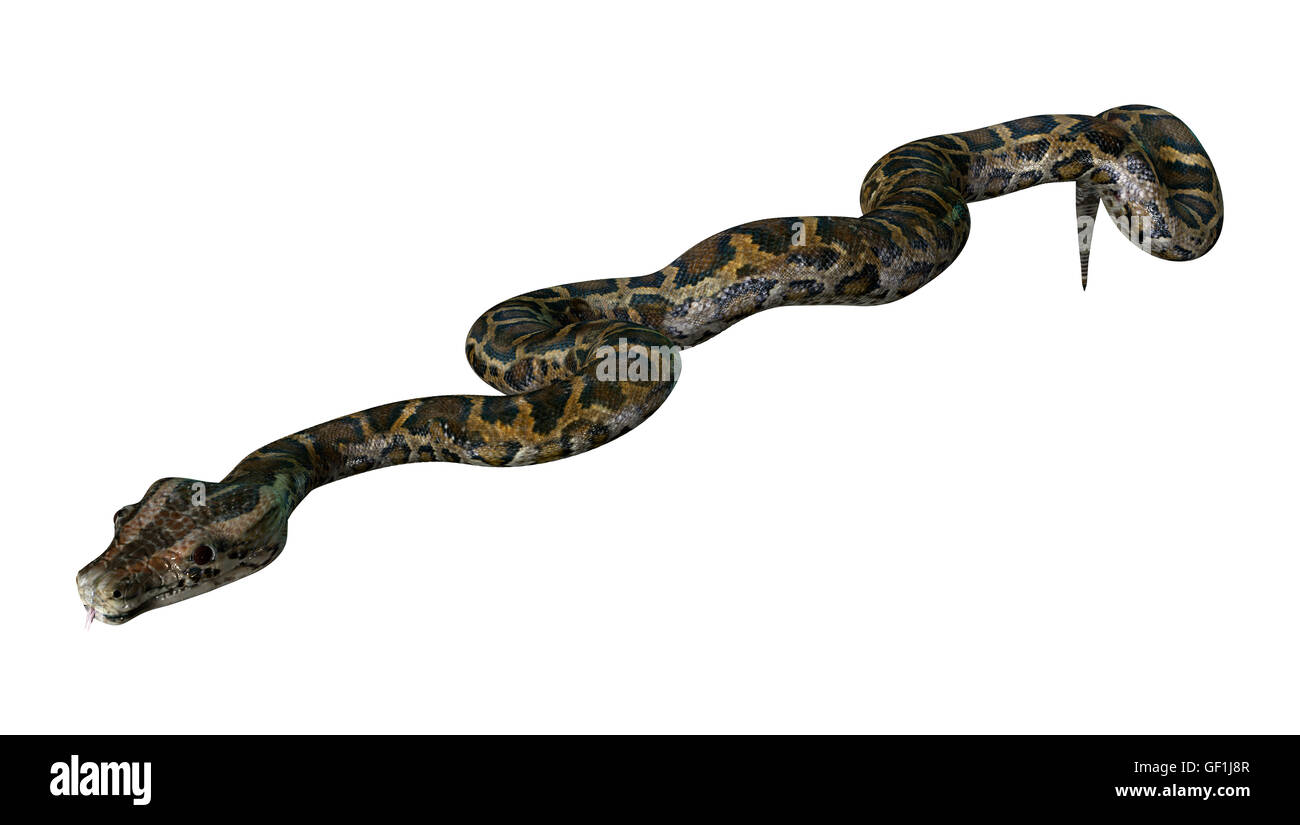 Largest snake species Cut Out Stock Images & Pictures - Alamy