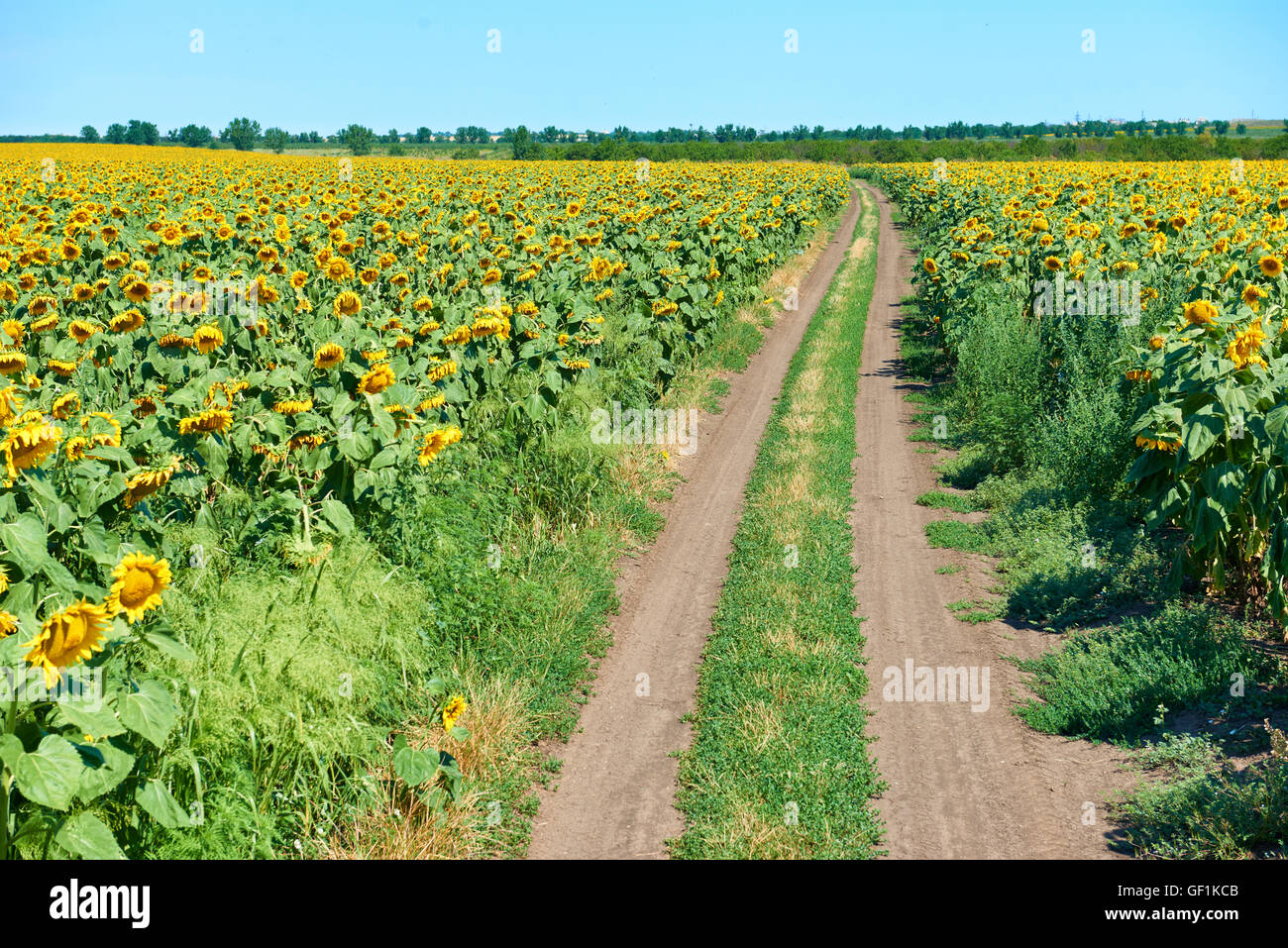 road in sunflower field beautiful summer landscape Stock Photo - Alamy
