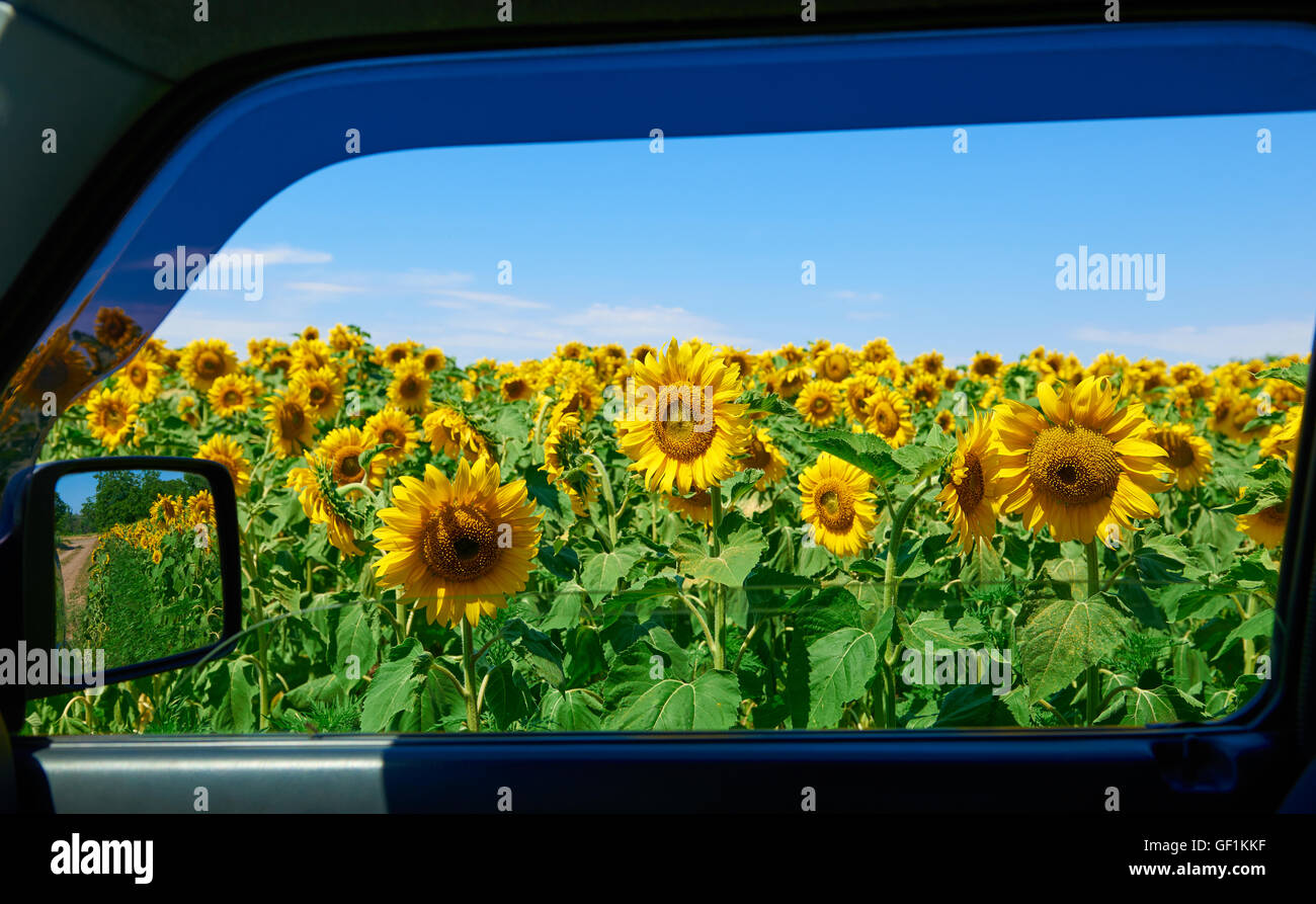 view on sunflower field through car window, beautiful summer landscape ...