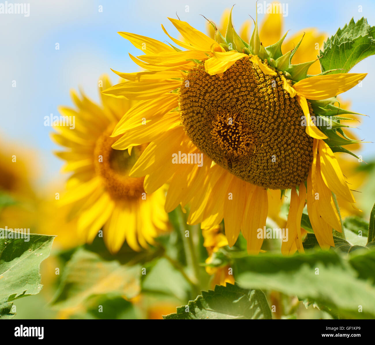 big sunflower in field closeup, beautiful summer landscape Stock Photo ...