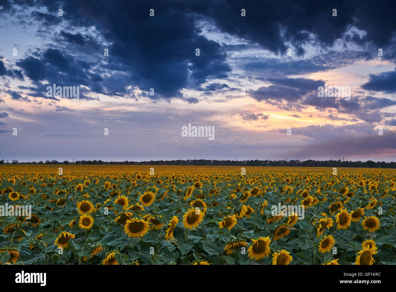 Yellow sunflower dark night hi-res stock photography and images - Alamy