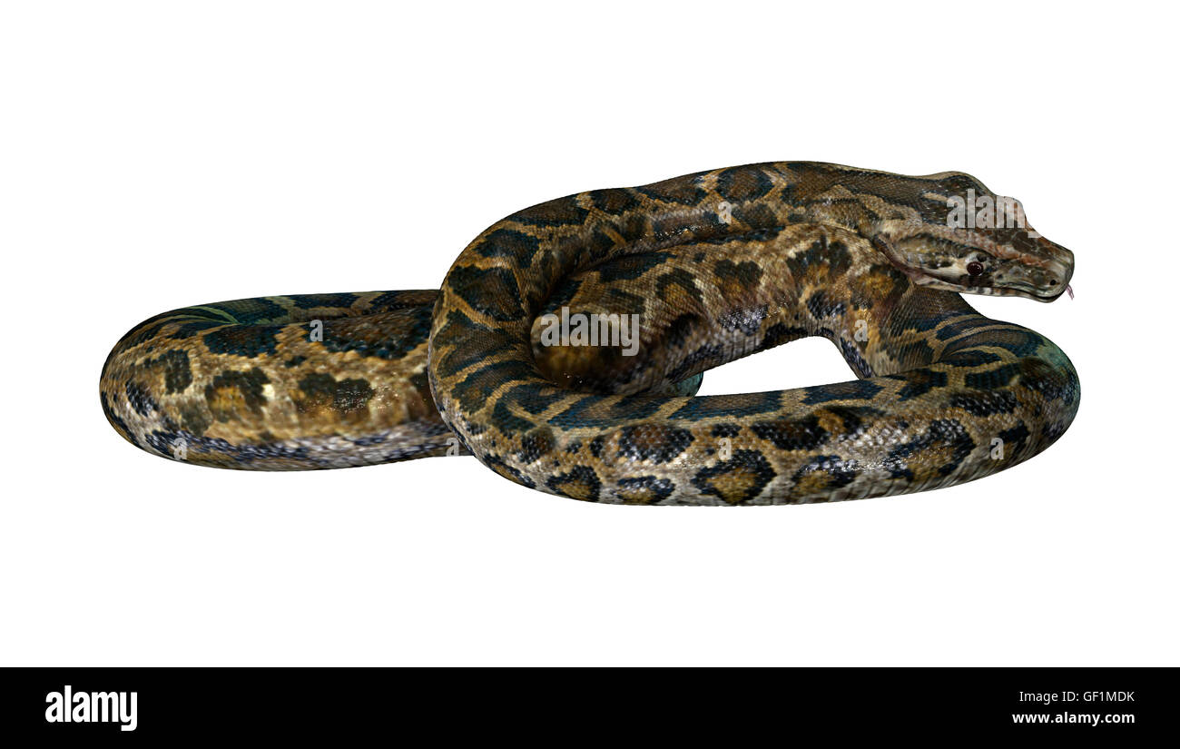 3D rendering of a Burmese python or Python bivittatus, one of the ...