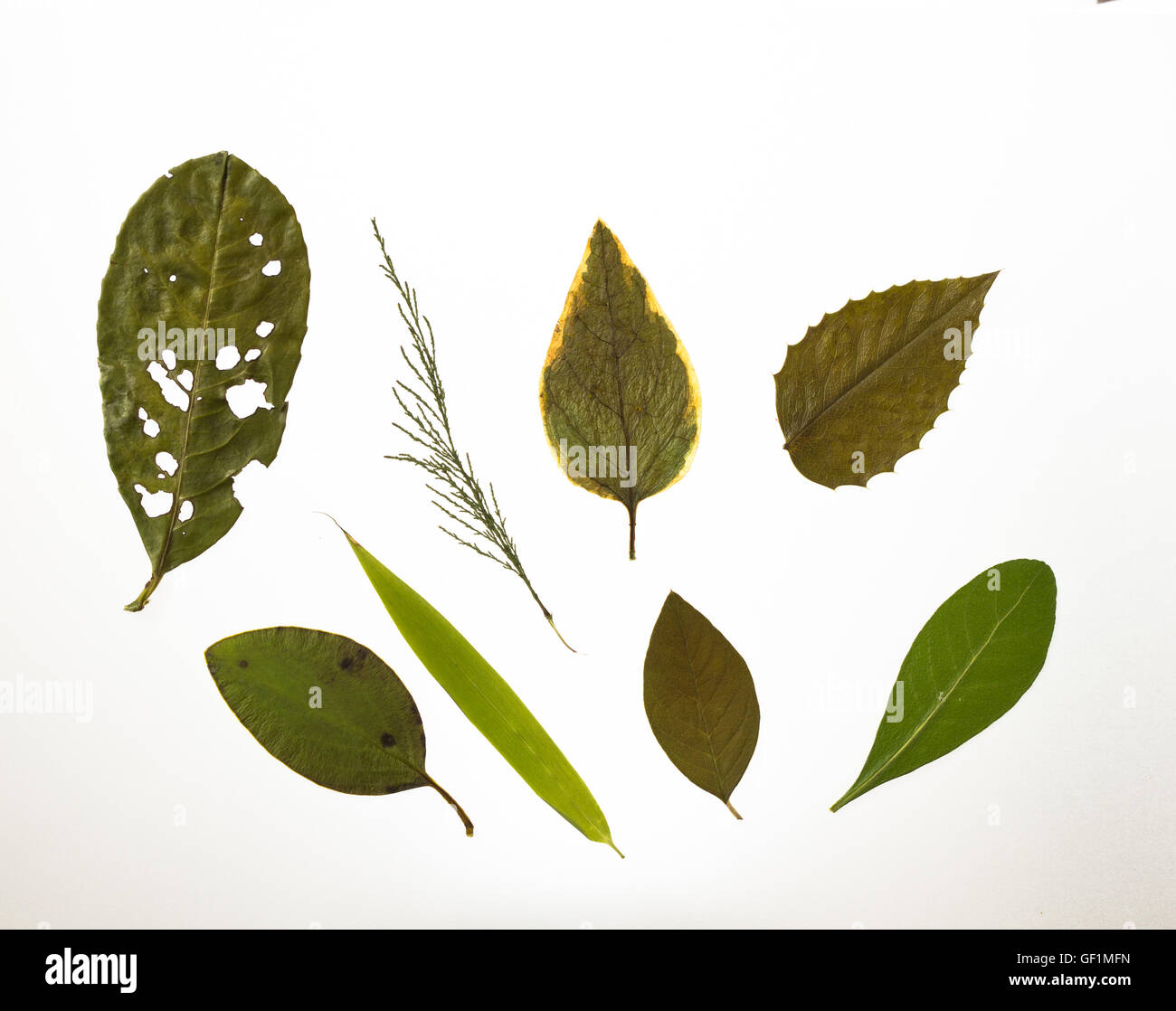 Pressed leaves hi-res stock photography and images - Alamy