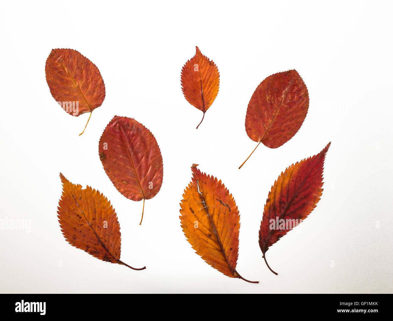 pressed leaf red leaves Stock Photo - Alamy