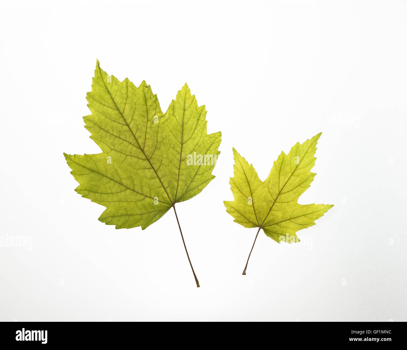 Two different leaves hi-res stock photography and images - Alamy