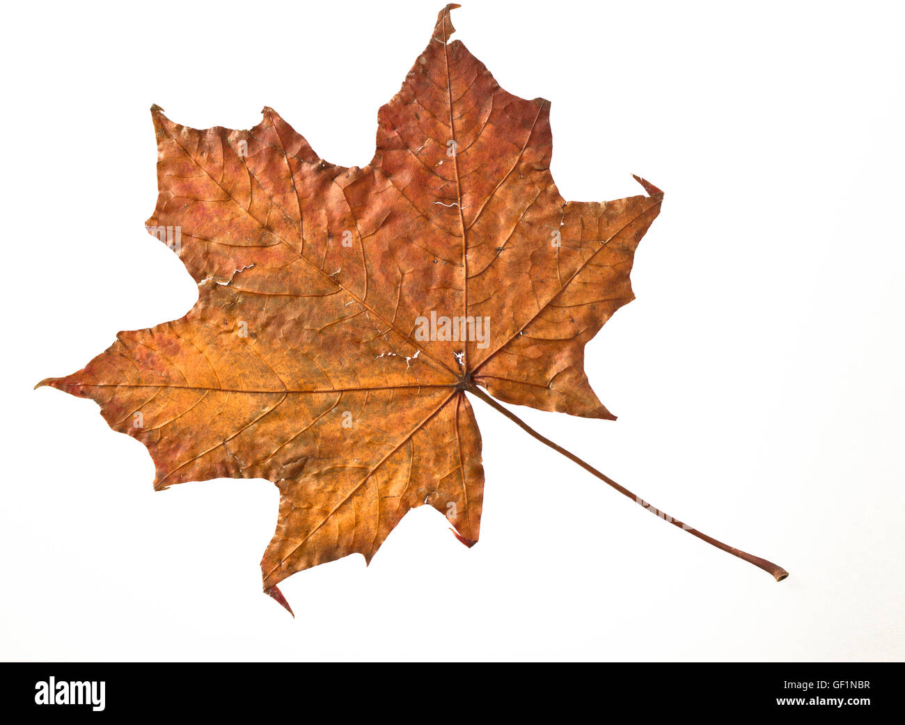 pressed leaf reverse side on white Stock Photo - Alamy