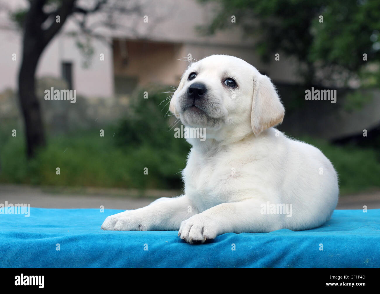little cute yellow labrador puppy sitting on blue background Stock ...