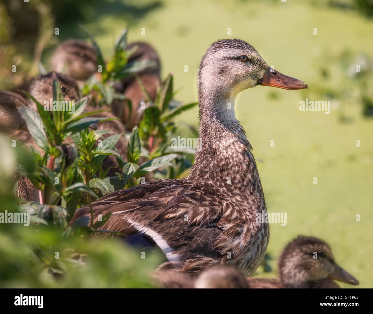 Ducks in a pond Stock Photo - Alamy