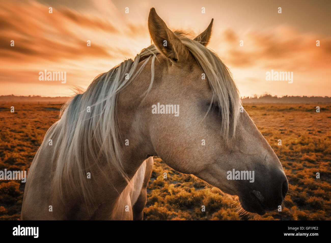 Portrait of a horse at sunset Stock Photo - Alamy