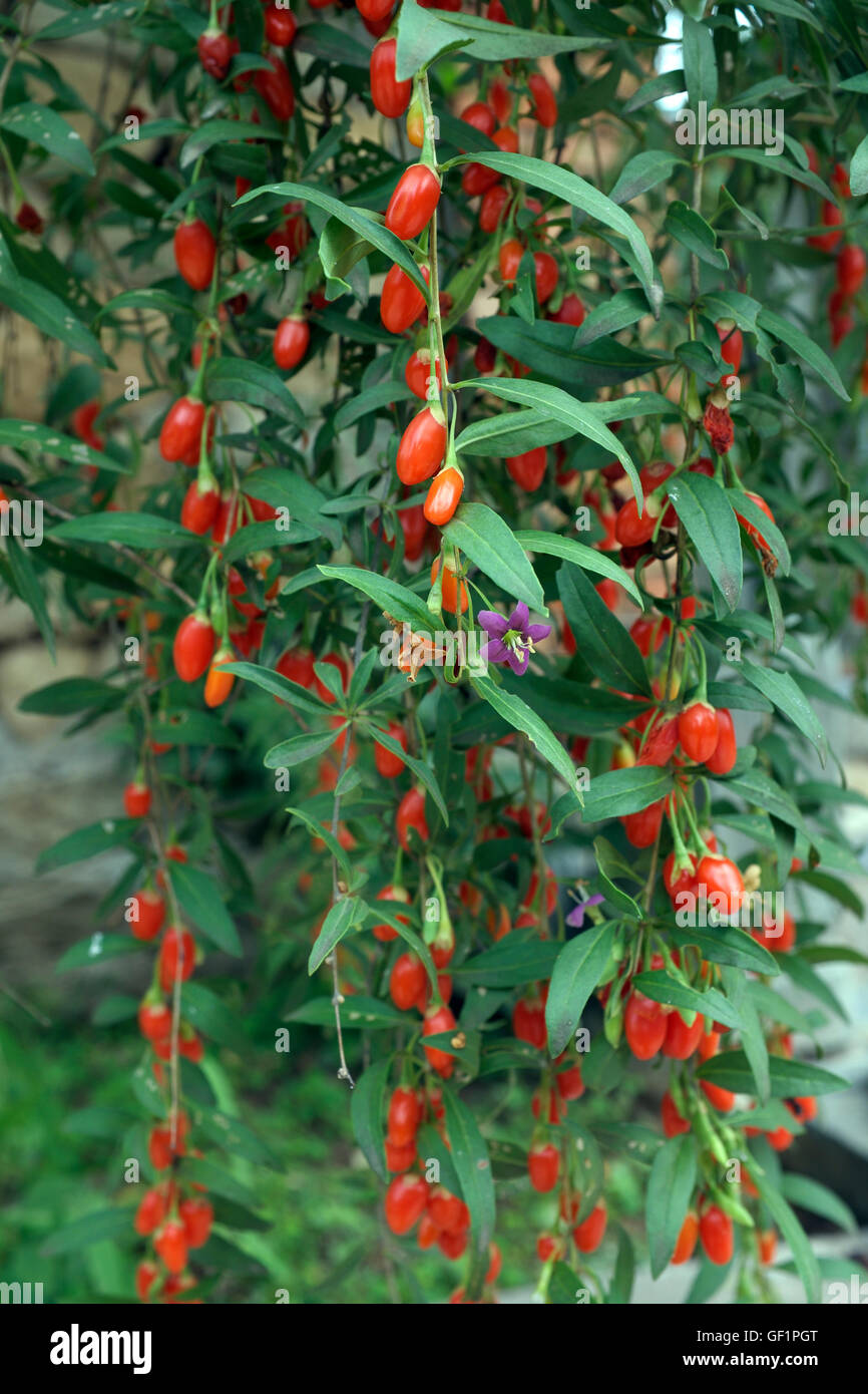Goji berries tree hi-res stock photography and images - Alamy