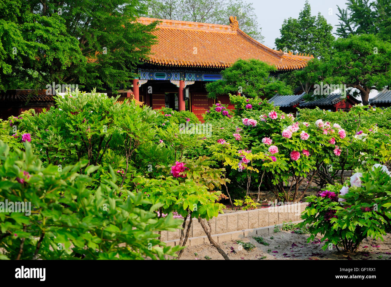 Tree peonies hi-res stock photography and images - Alamy