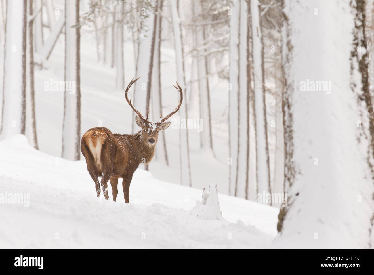 Deer in snow hi-res stock photography and images - Alamy