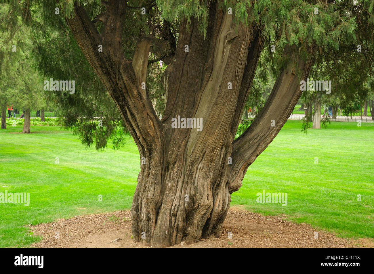 Tree of heaven china hi-res stock photography and images - Alamy