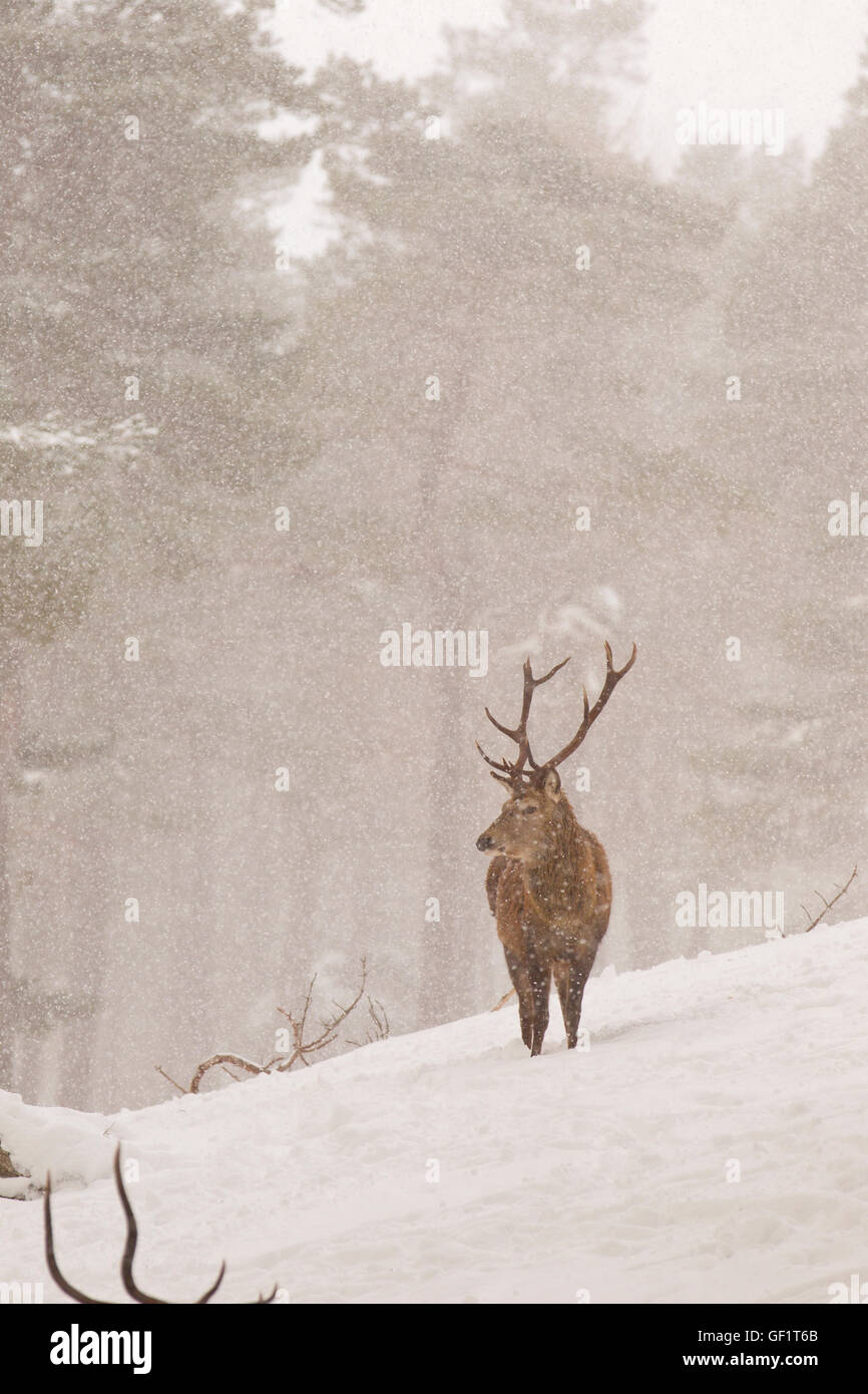 Red deer are ruminants hi-res stock photography and images - Alamy