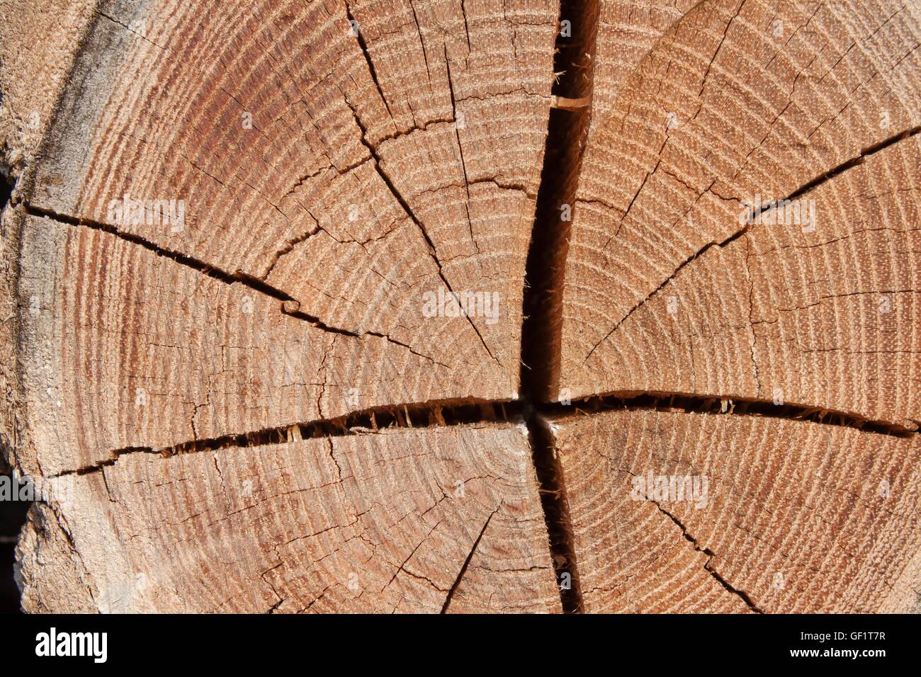 Wood circle texture slice background. Tree rings Stock Photo - Alamy