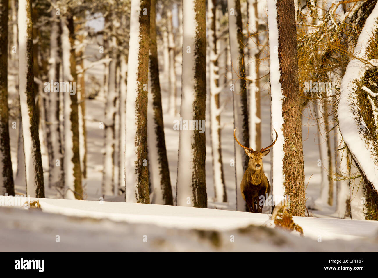 Had been regarded as a subspecies of red deer hi-res stock photography ...