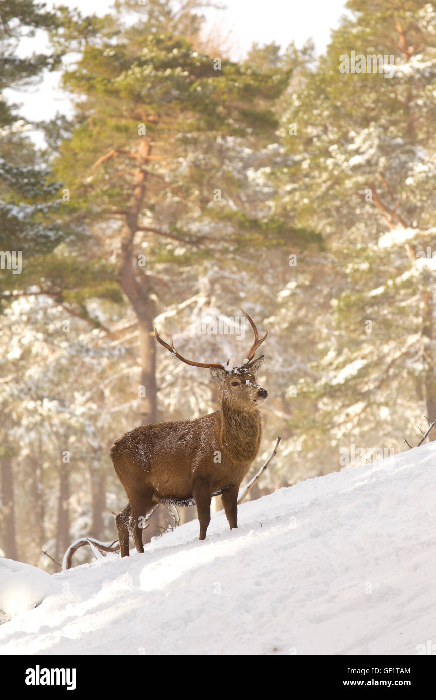 Red Deer in the winters snow Stock Photo - Alamy