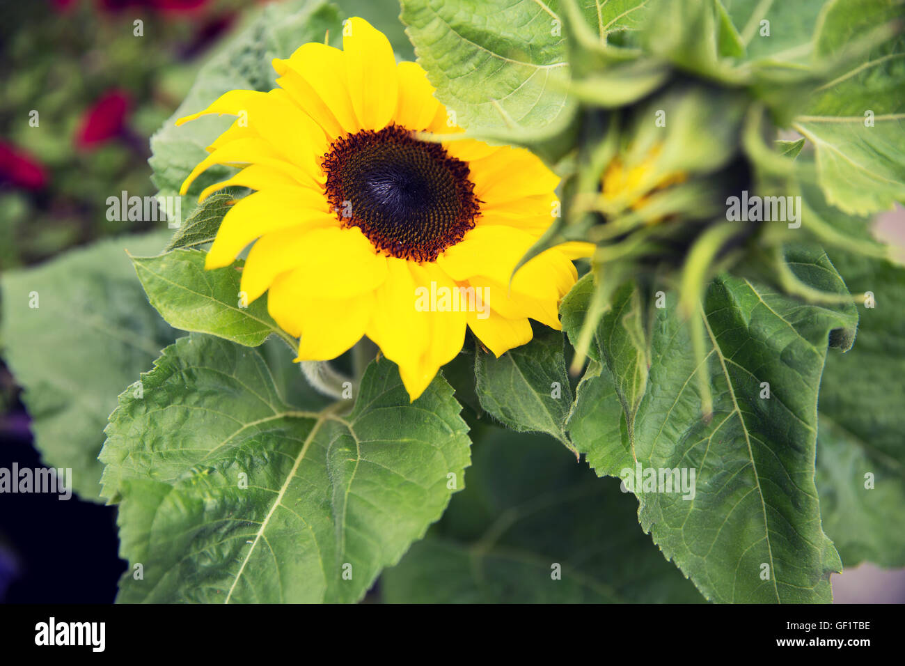 close up of blooming sunflower in garden Stock Photo - Alamy