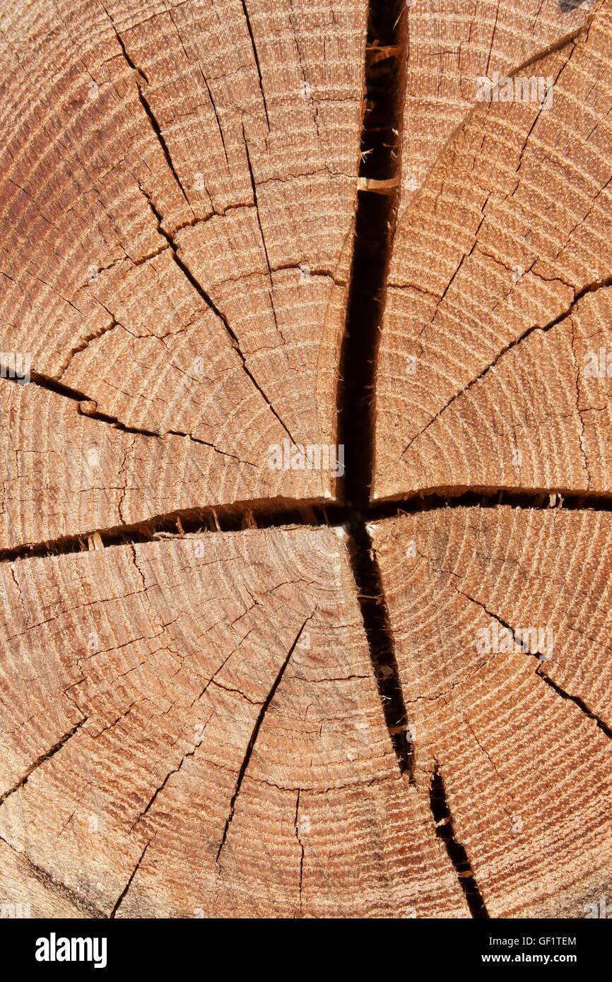 Wood circle texture slice background. Tree rings Stock Photo - Alamy