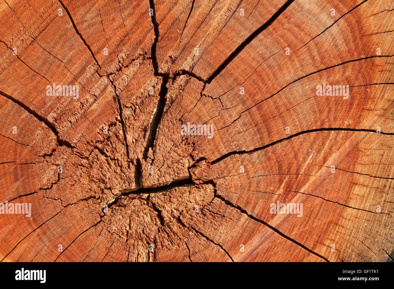 Wood circle texture slice background. Tree rings Stock Photo - Alamy