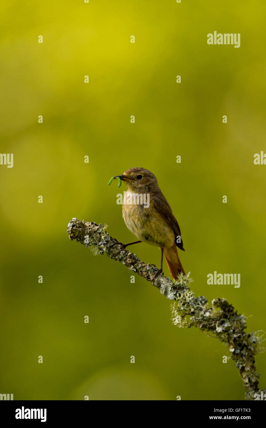 Redstart bird uk hi-res stock photography and images - Alamy