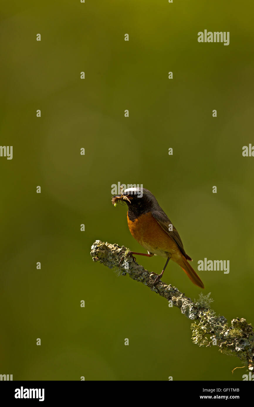 Male redstart hi-res stock photography and images - Alamy