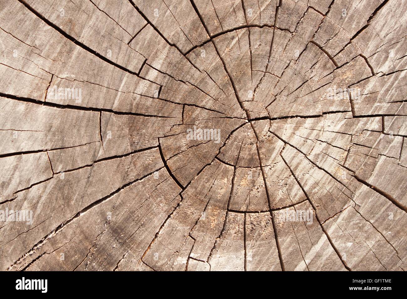 Wood circle texture slice background. Tree rings Stock Photo - Alamy