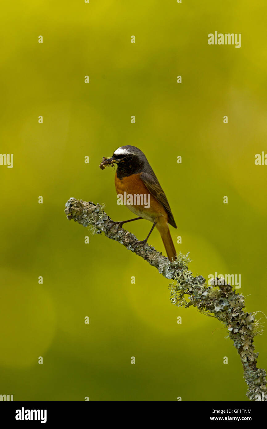 Redstart bird uk hi-res stock photography and images - Alamy