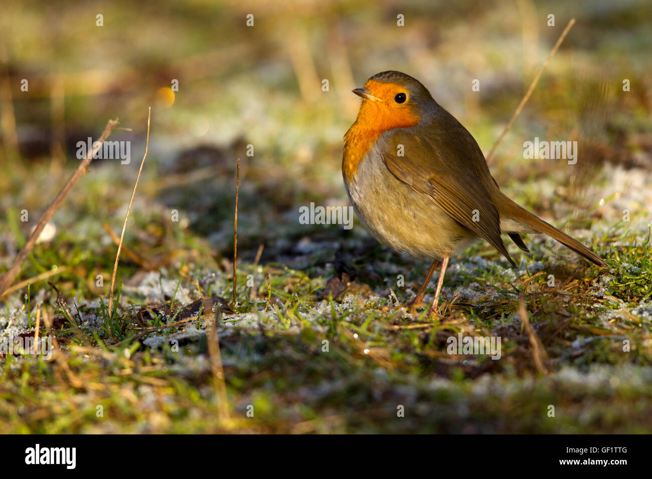 Robin with insects hi-res stock photography and images - Alamy