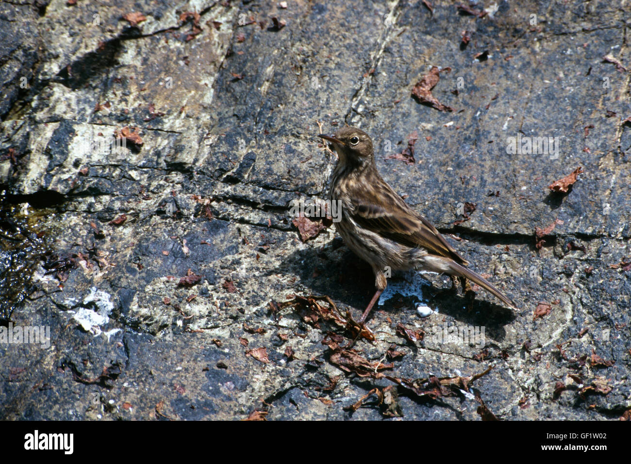 Shorelines beetles hi-res stock photography and images - Alamy