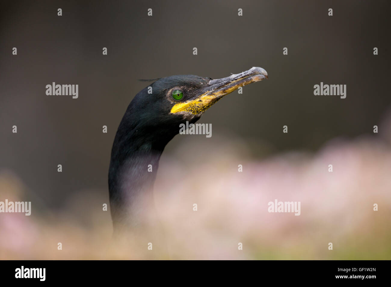 Estuary shag hi-res stock photography and images - Alamy