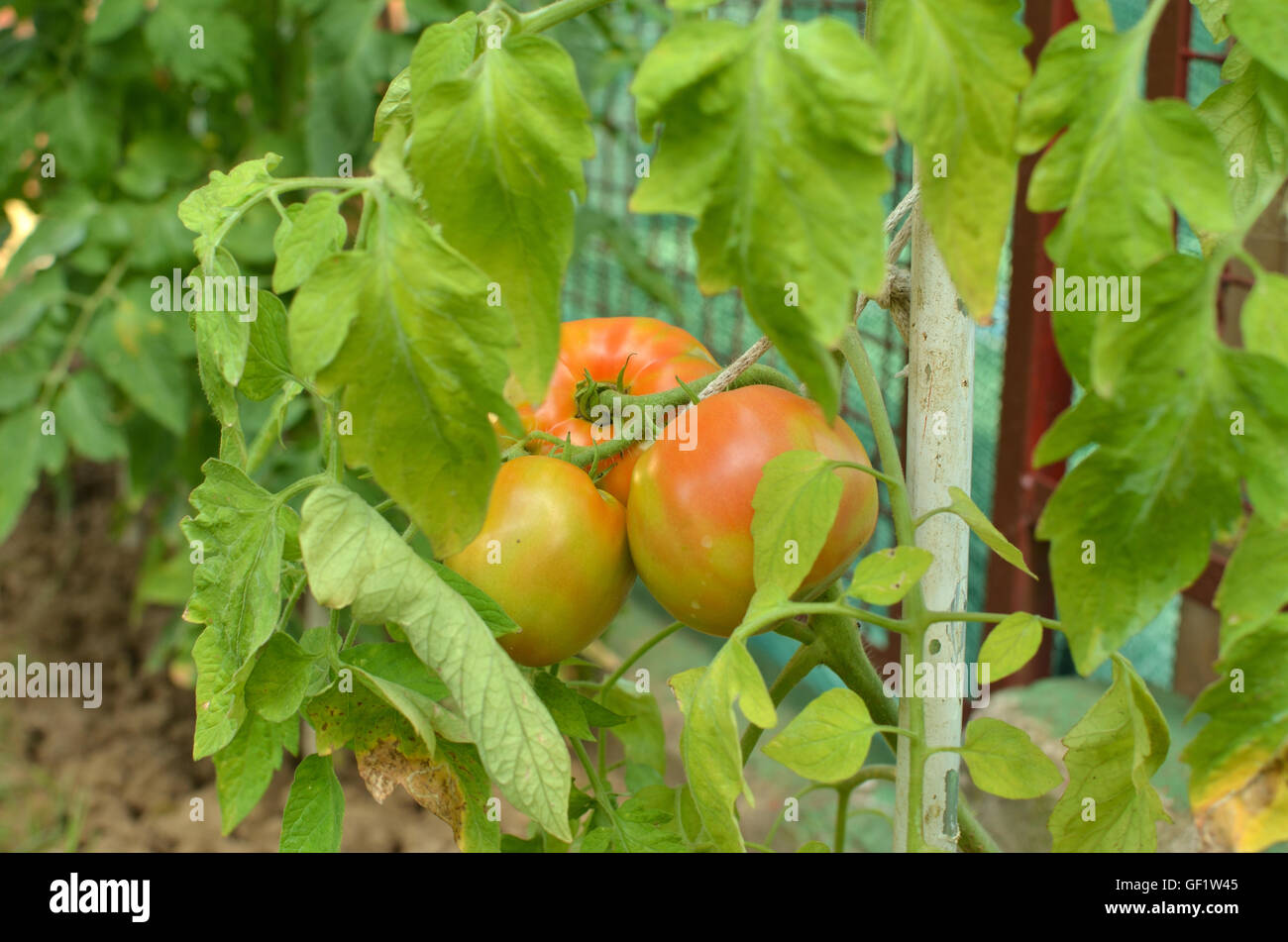 Closeup of half ripe tomatoes growing in a private garden Stock Photo ...