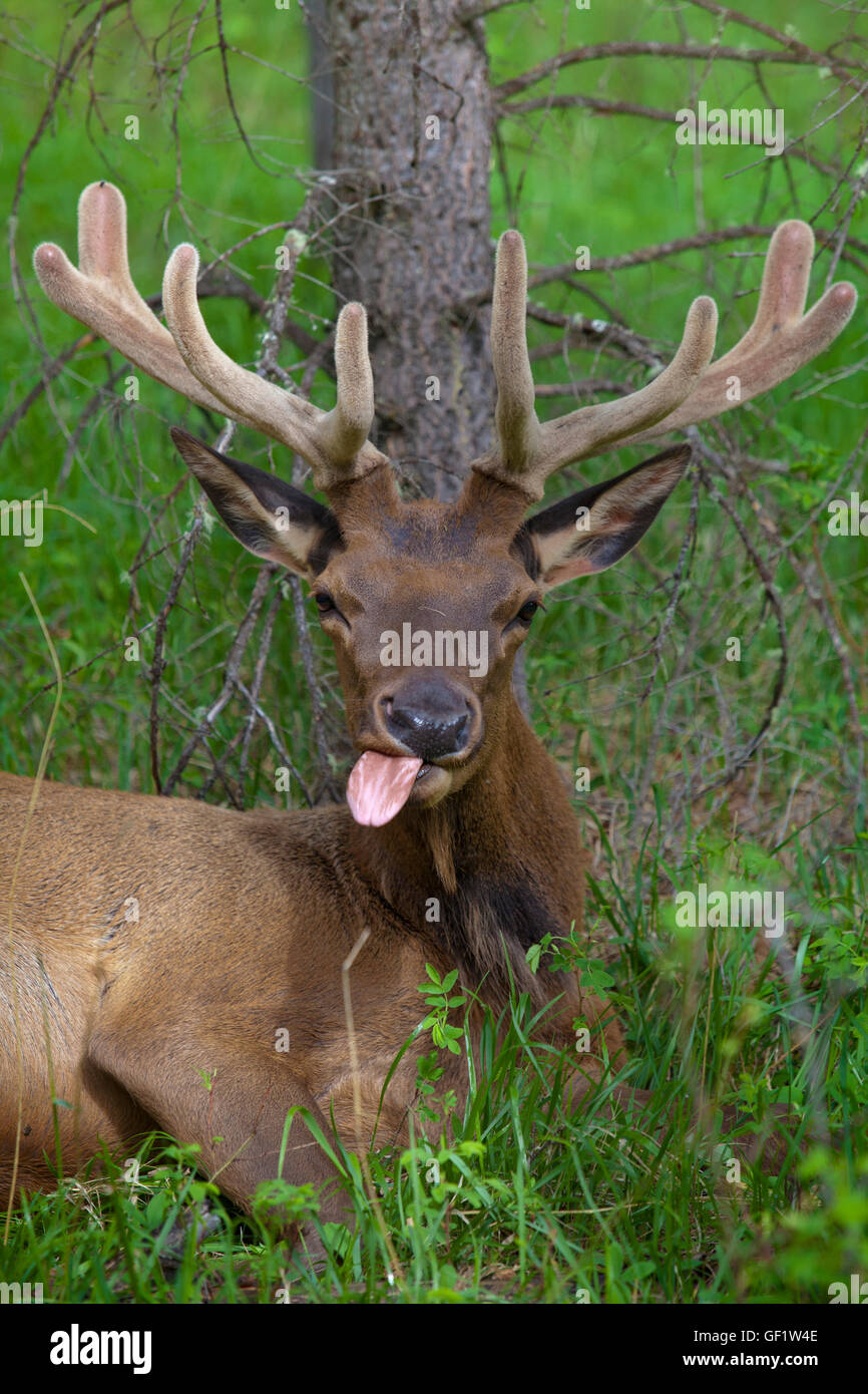 Wildlife, deer, in Banff National Park, Canada Stock Photo - Alamy