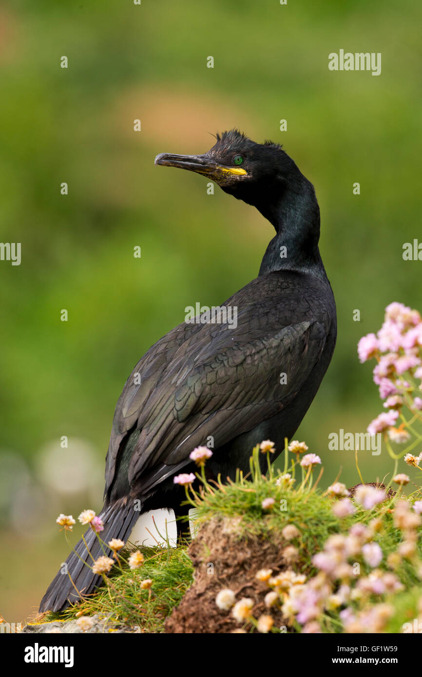 Shag colonies hi-res stock photography and images - Alamy