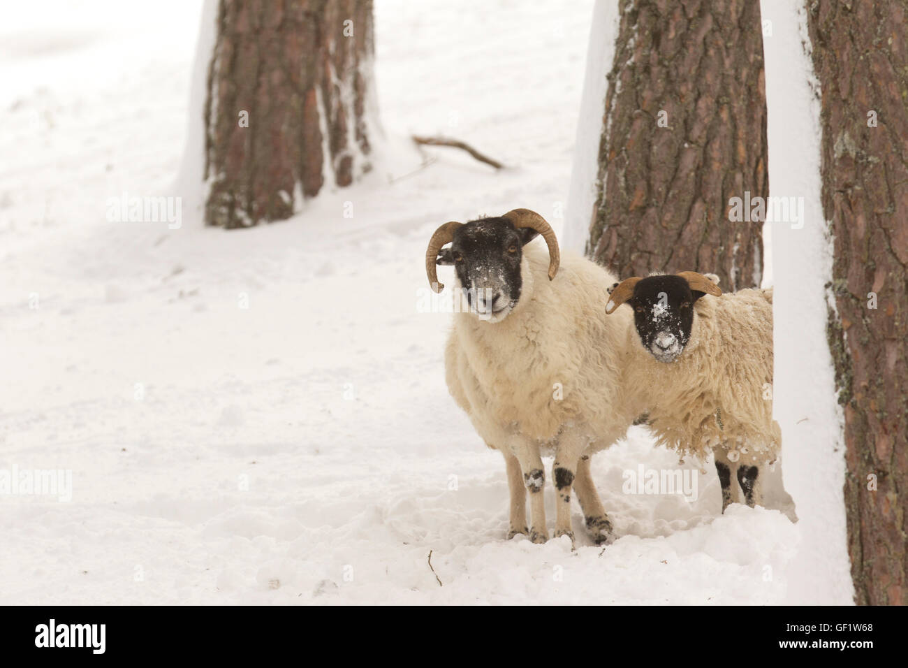 Urial sheep hi-res stock photography and images - Alamy