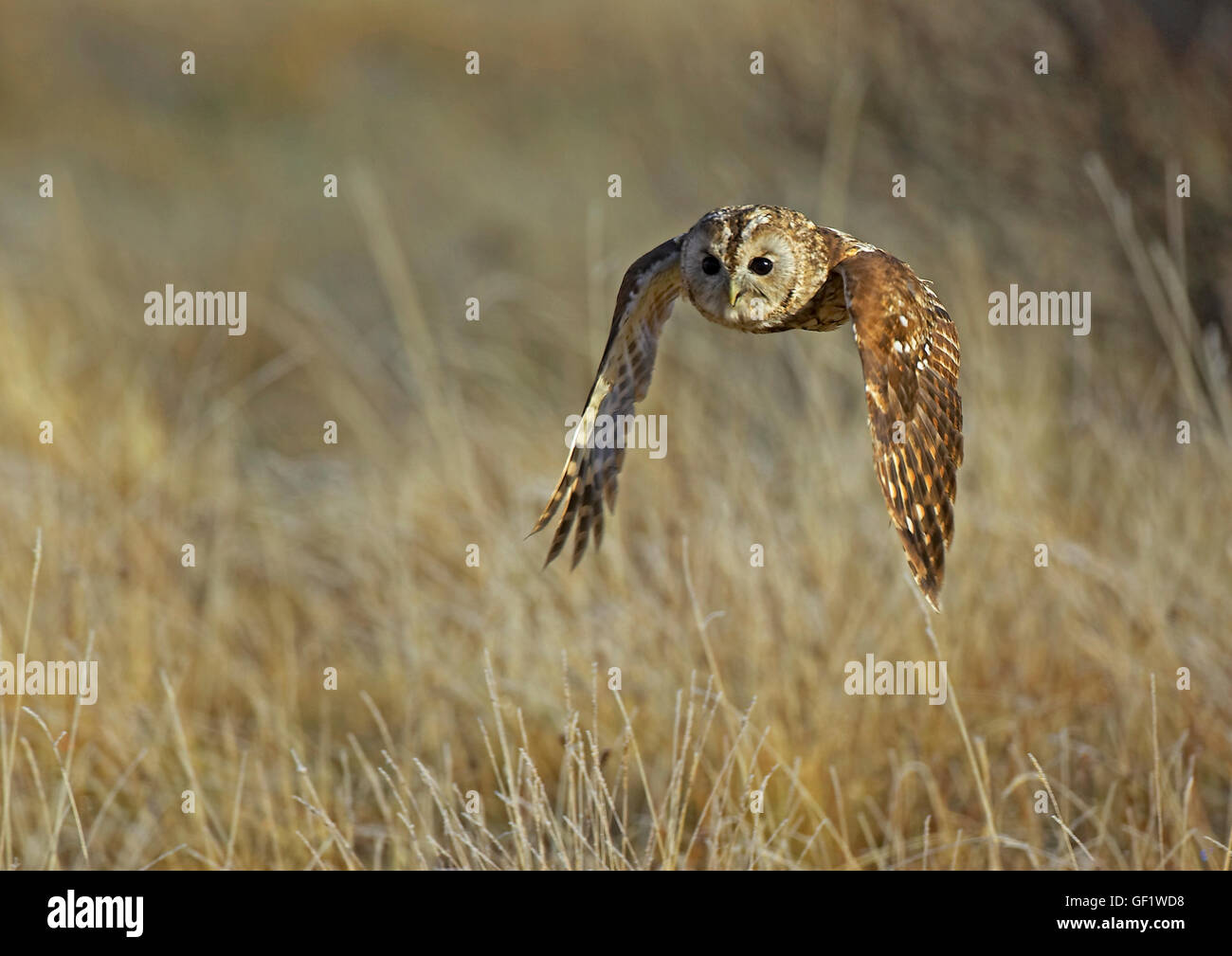 Tawny Owl in flight Stock Photo - Alamy