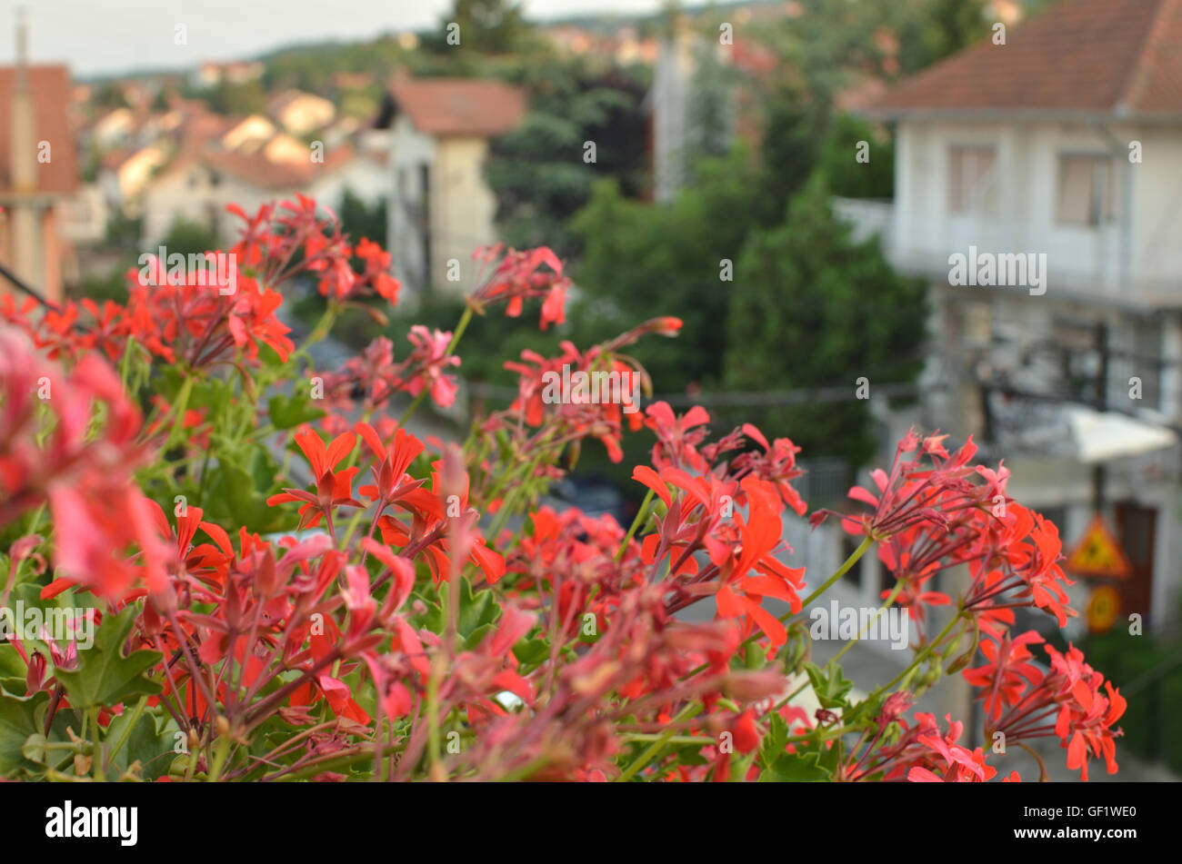 View from balcony with lush red flowers to red residential roofs Stock ...