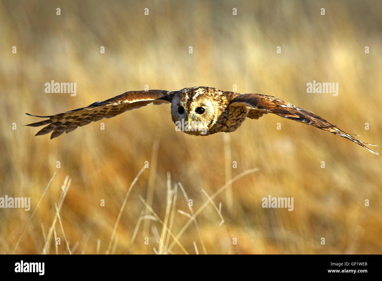 Tawny Owl Uk Flight Stock Photos & Tawny Owl Uk Flight Stock Images - Alamy