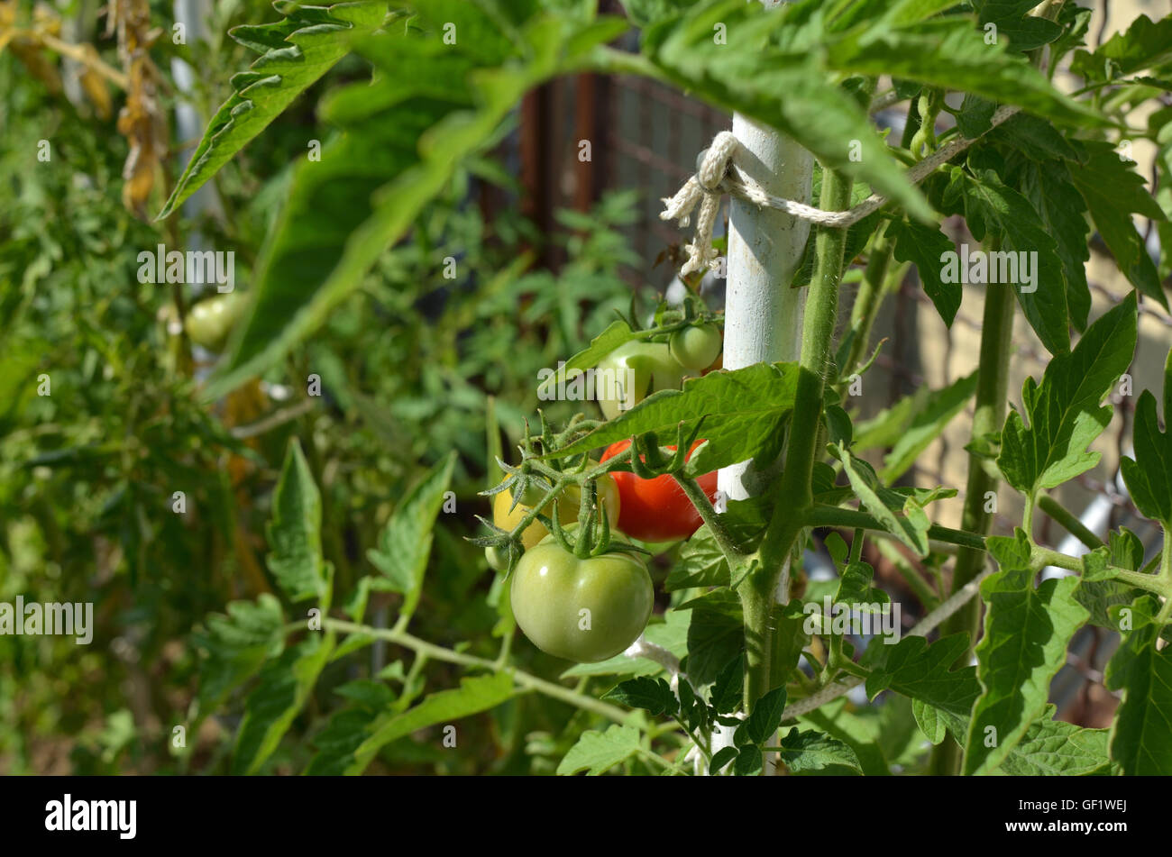 Half ripe tomatoes growing hi-res stock photography and images - Alamy