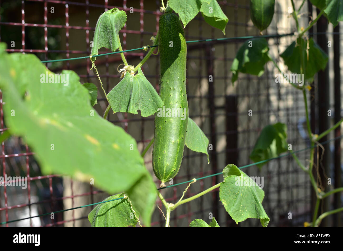Close-up of a fresh cucumber growing in a private garden Stock Photo ...