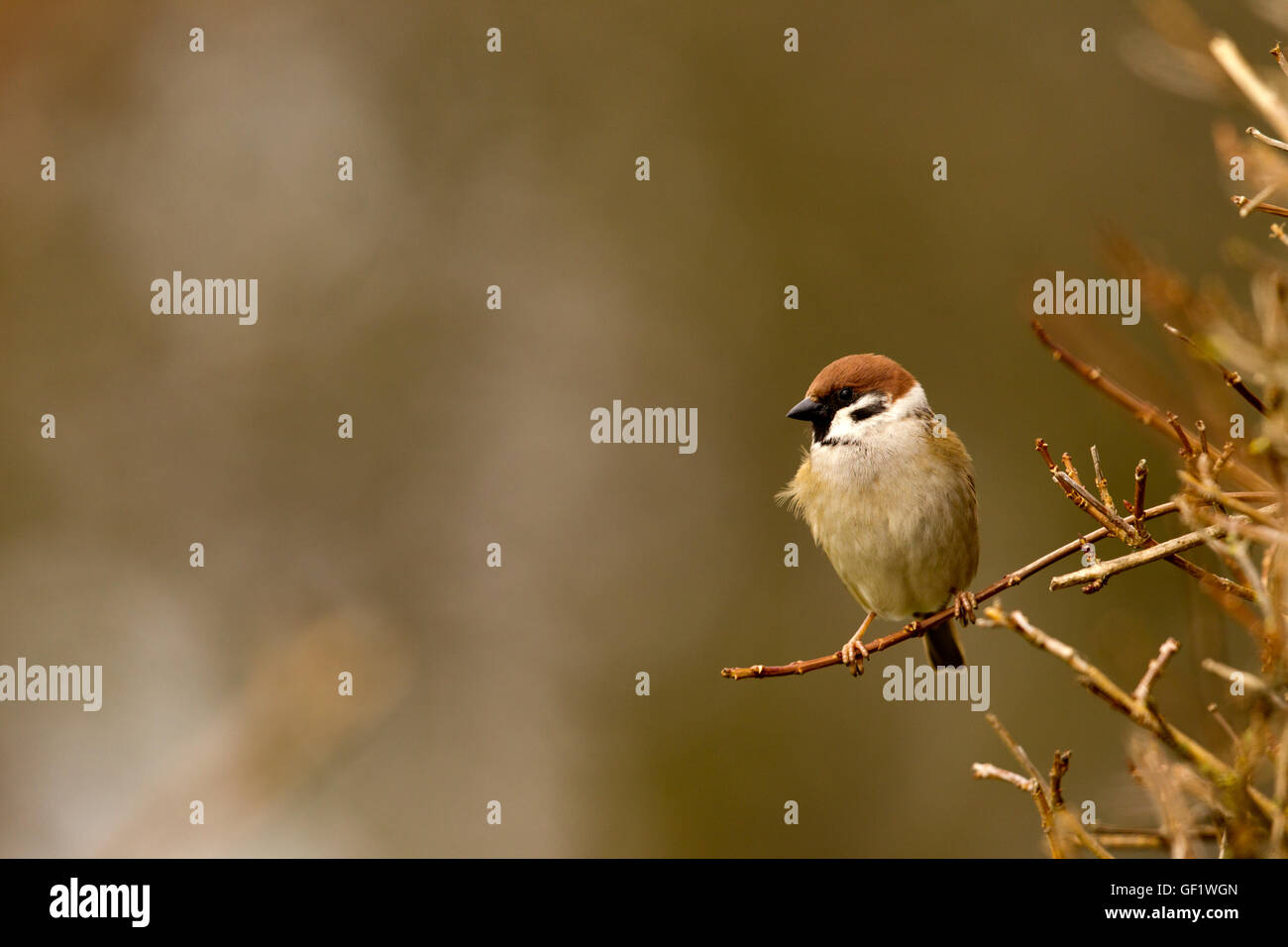 Sparrow like bird hi-res stock photography and images - Alamy