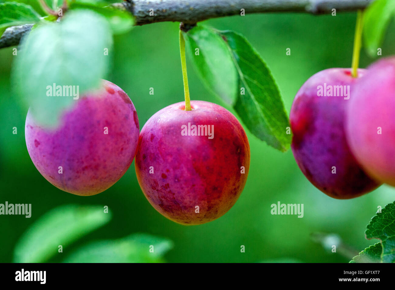 Fruits of the plum prunus domestica hi-res stock photography and images ...